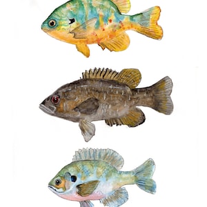 Fish Art Print, Contemporary Bright Colored Fresh Water Fish Print From ...