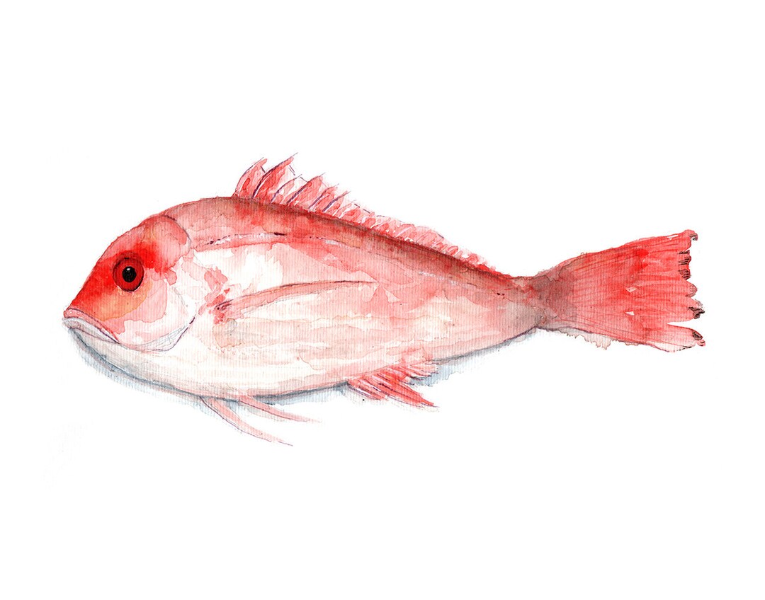 Red Snapper Fish Art Print From Original Watercolor Painting, Fish Wall ...