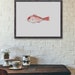 Red Snapper Fish Art Print From Original Watercolor Painting - Etsy