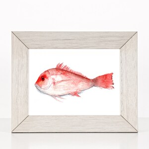 Red Snapper Fish Art Print From Original Watercolor Painting, Fish Wall ...