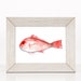 Red Snapper Fish Art Print From Original Watercolor Painting - Etsy