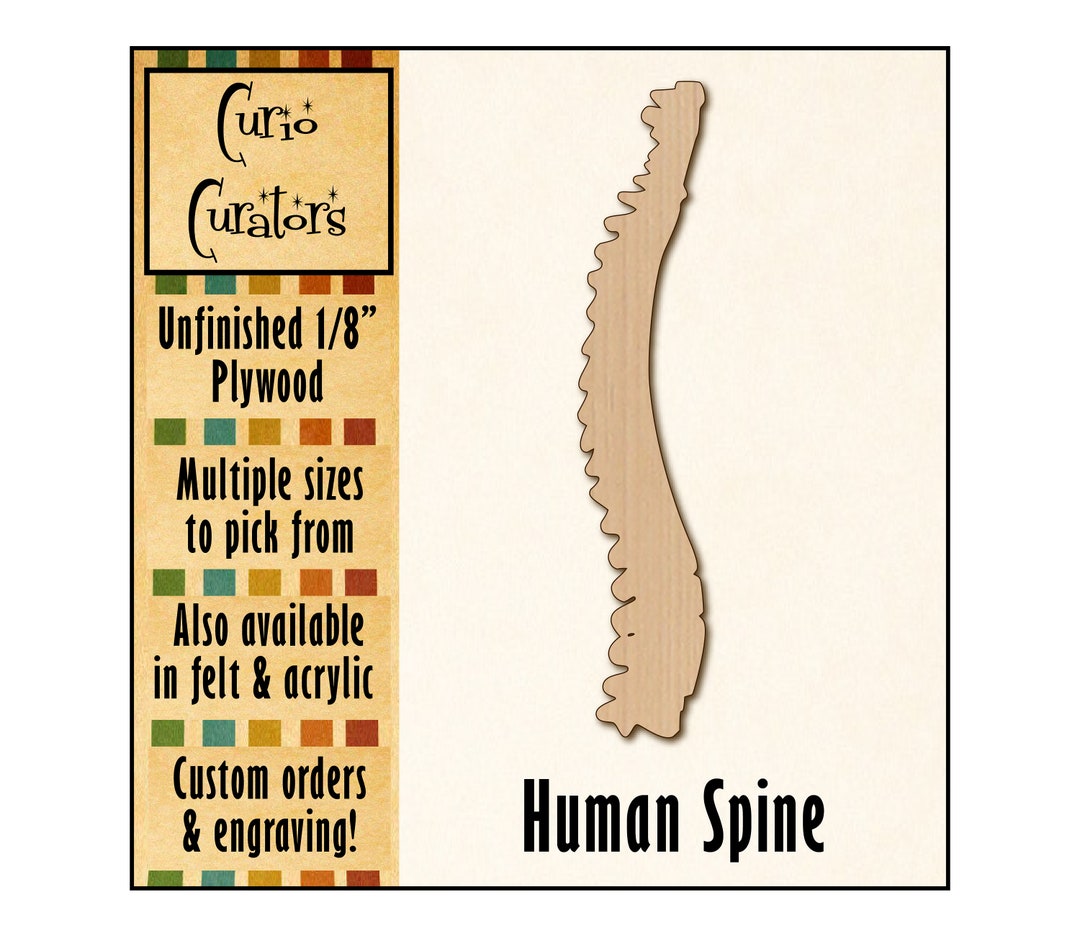 Body Parts & Organs Shapes: HUMAN SPINE Laser Cut Unfinished Wood Cut ...