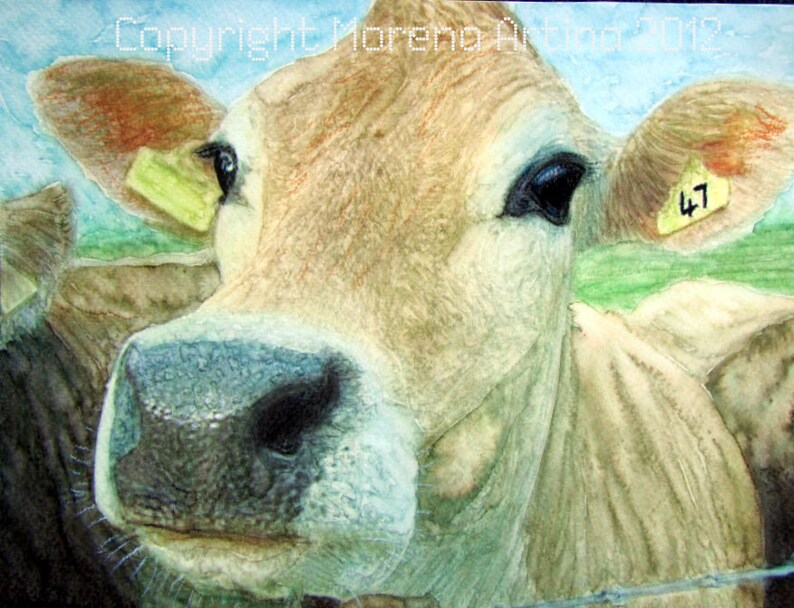 Nosey Jersey Cow Number 3 Cattle Bull Giclee Print of Watercolour and ...