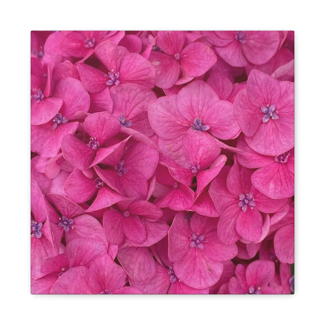 Bright Pink Hydrangea Flower Art - Photograph on Canvas - Etsy
