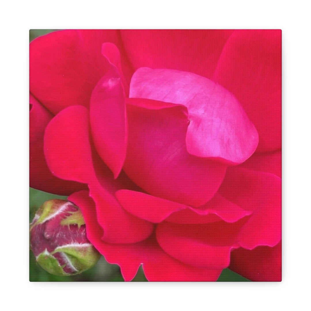 Bright Pink Red Rose Flower Art - Nature Photograph on Canvas - Etsy