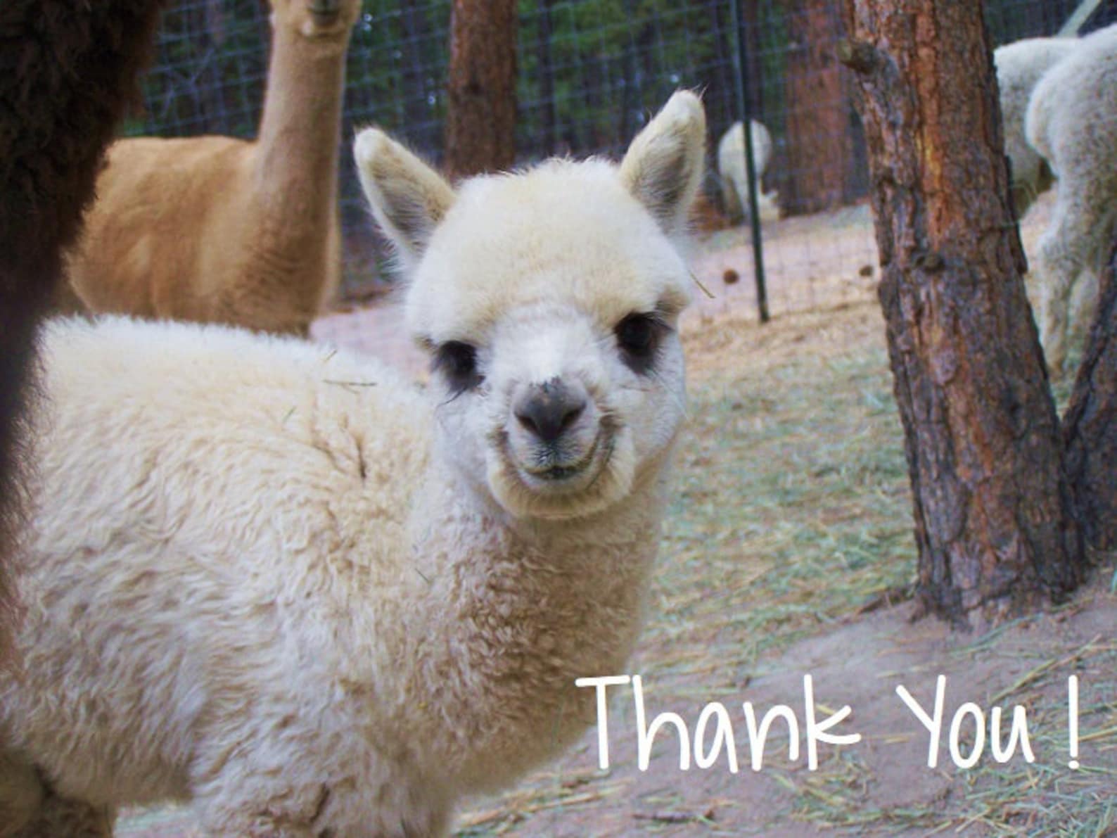 Adorable Alpaca / Thank You / Cards Include White Envelopes/ | Etsy