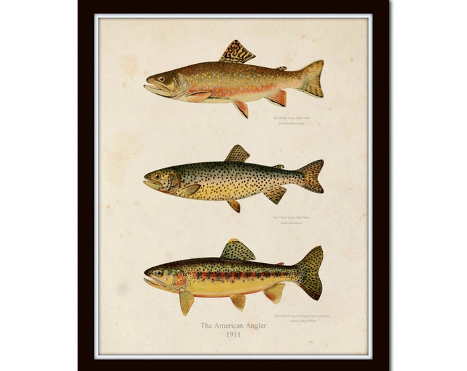 Vintage Trout Print No. 1, Giclee, Fish Art, Fly Fishing, Cabin Decor ...