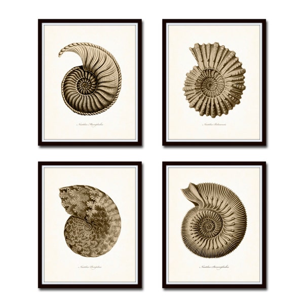 Sepia Shell Prints - Etsy