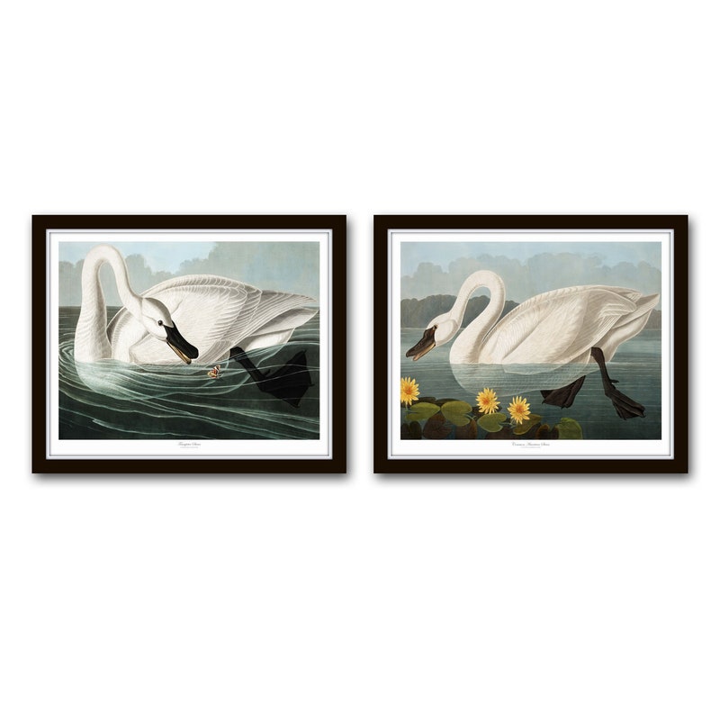 Swan Print - Etsy