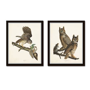 Audubon Owls Print Set No. 1, Art Prints, Bird Prints, Wall Art, Owl ...
