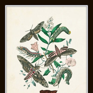 Antique Moths Print Set No.1, Botanical Prints, Insect Art, Giclee ...