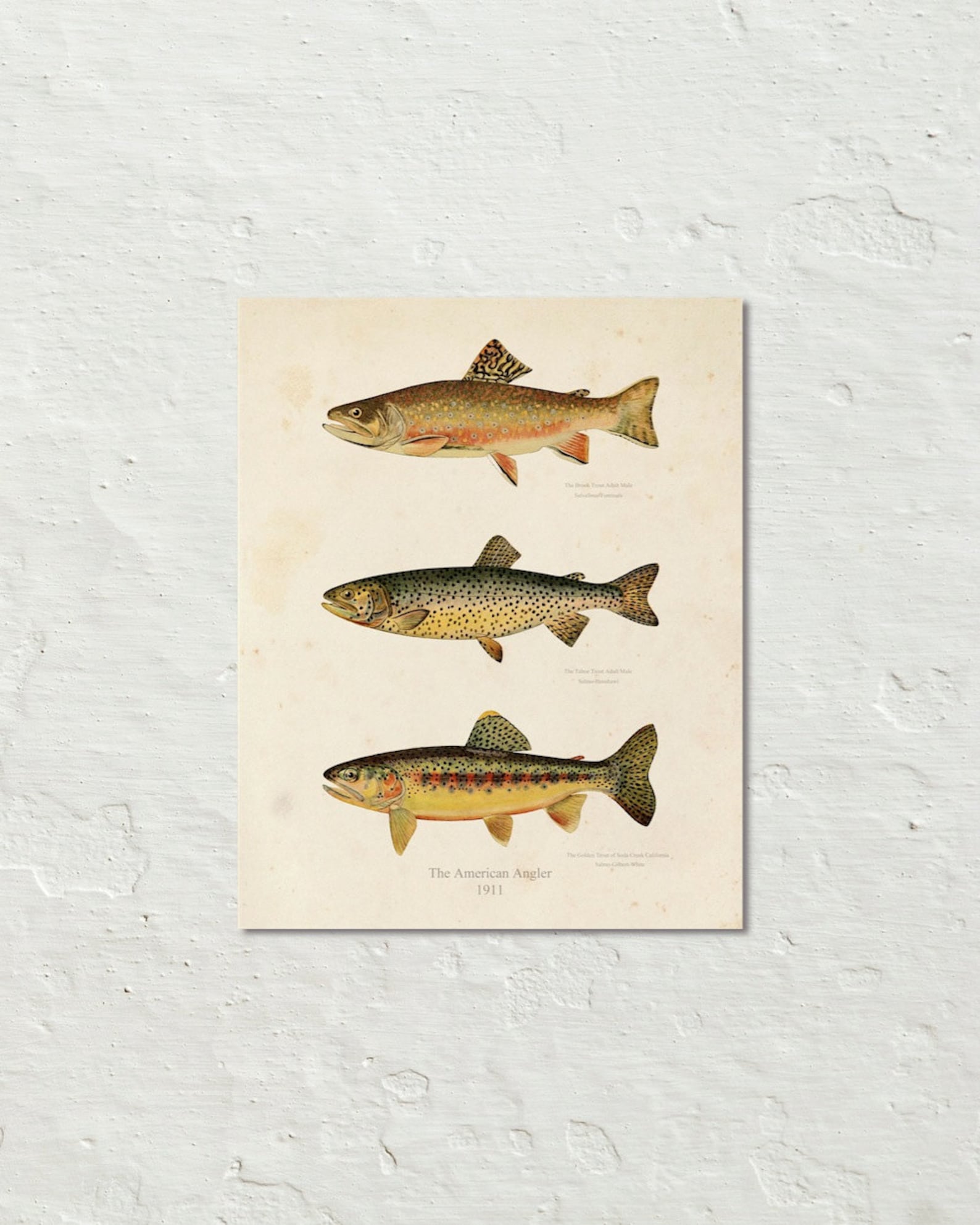 Vintage Trout Print No. 1, Giclee, Fish Art, Fly Fishing, Cabin Decor ...