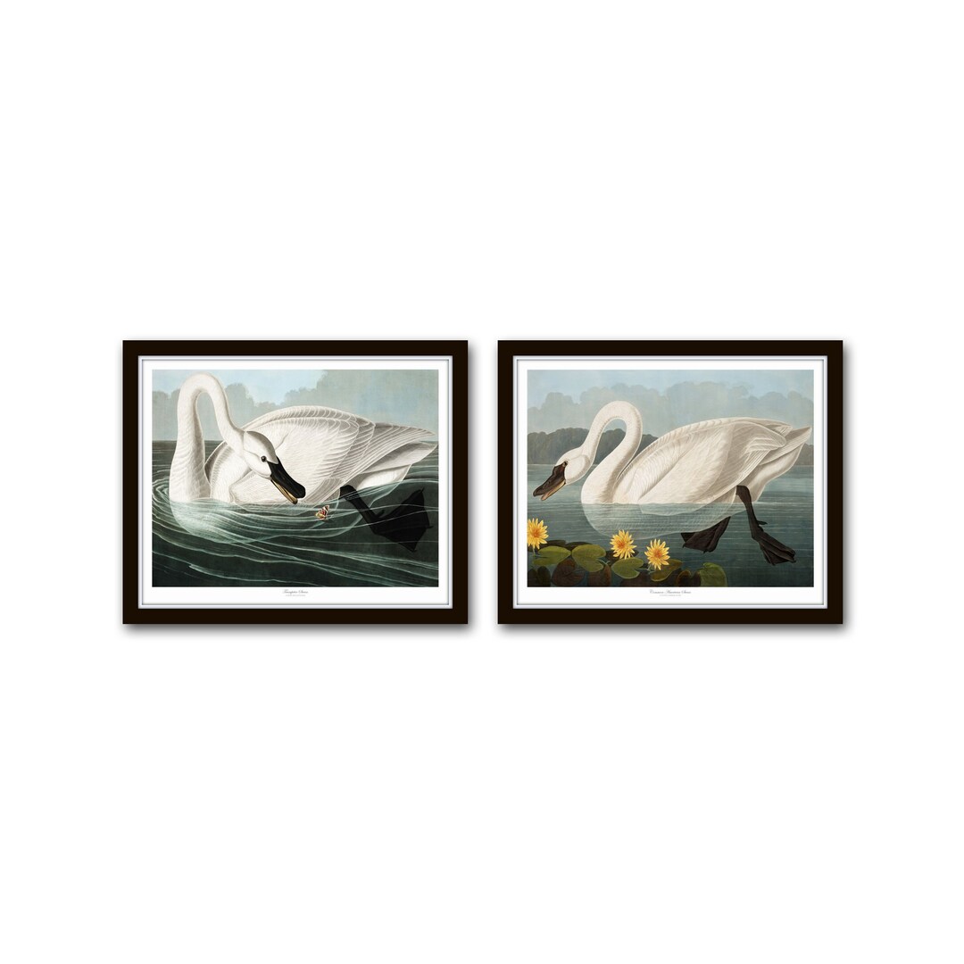 Vintage Audubon Swans Print Set, Birt Prints, Vintage Bird Prints ...
