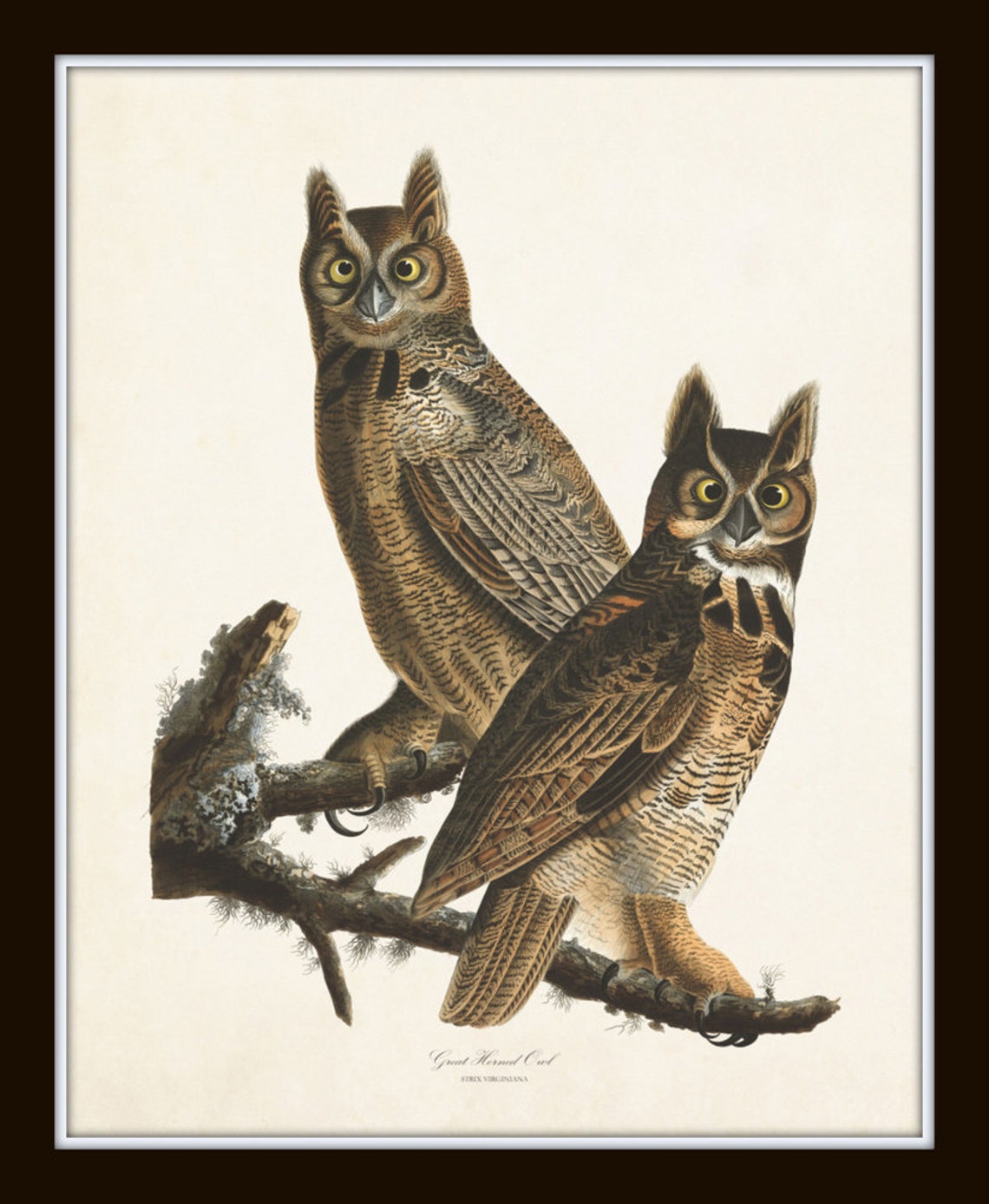 Audubon Owls Print Set No. 1 Art Prints Bird Prints - Etsy
