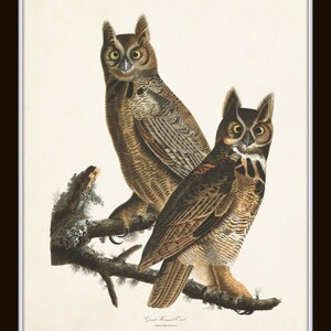 Audubon Owls Print Set No. 1, Art Prints, Bird Prints, Wall Art, Owl ...