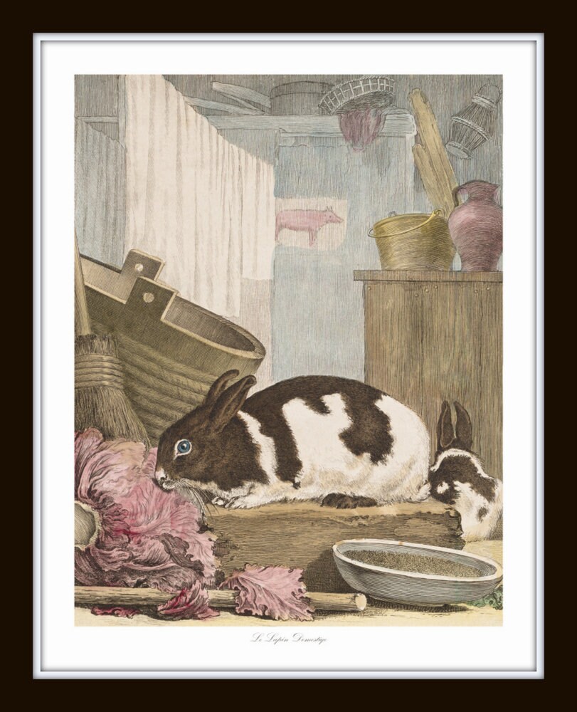 French Rabbits Print Set No. 1 Vintage Rabbit Prints Giclee | Etsy