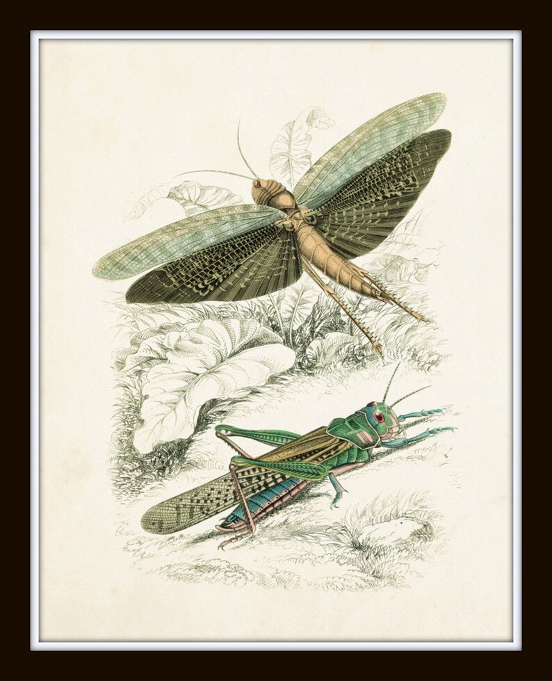 Vintage Insect Study Print Set No. 5 Art Print Natural - Etsy