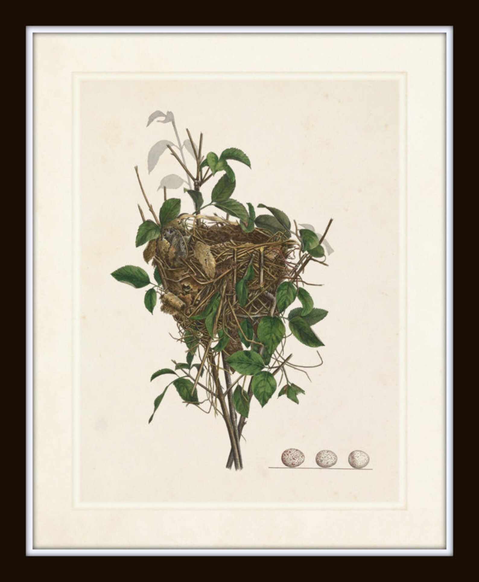 Vintage Aviary Print Set No. 5 Vintage Bird Prints Giclee - Etsy