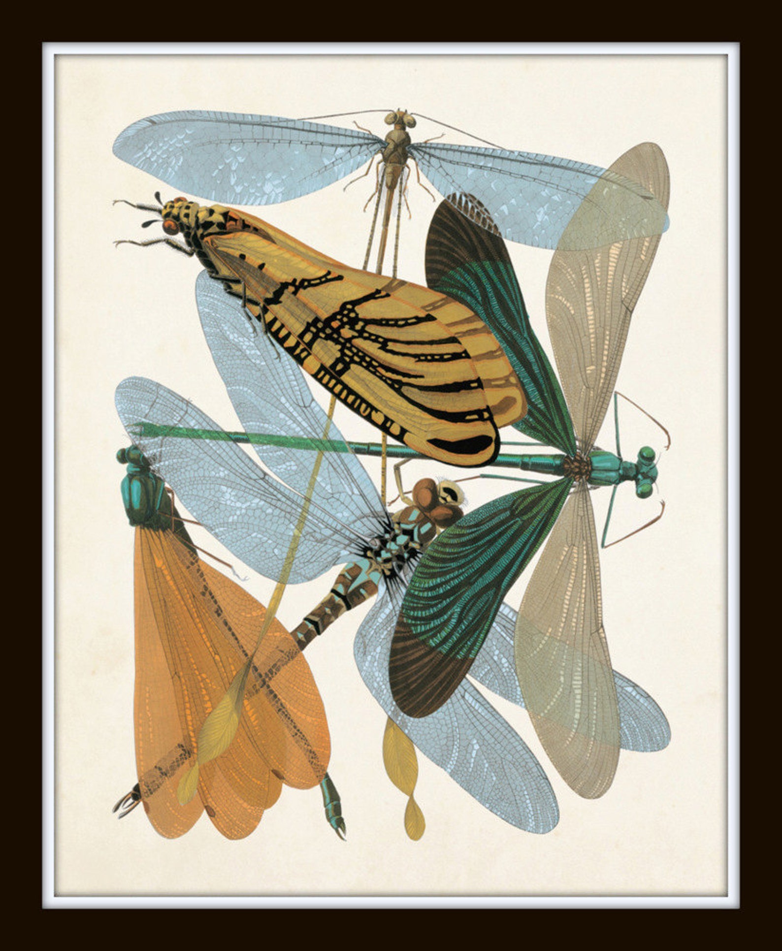Art Nouveau Dragonfly Print Set No. 5 Natural History Print - Etsy UK