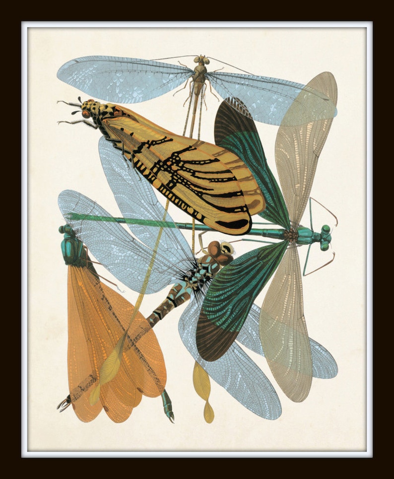 Art Nouveau Dragonfly Print Set No. 5 Natural History Print - Etsy