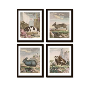 French Rabbits Print Set No. 1, Vintage Rabbit Prints, Giclee, French ...