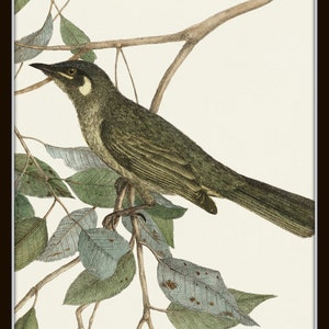 Vintage Aviary Print Set No. 1, Botanical Prints, Bird Art, Home Decor ...