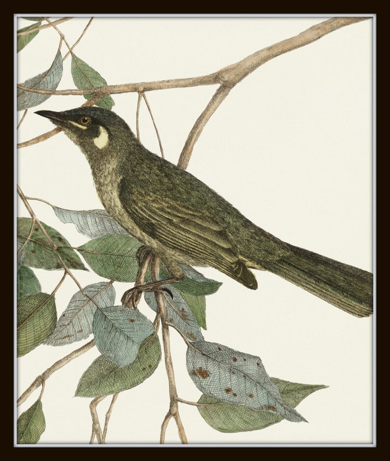 Vintage Aviary Print Set No. 1 Botanical Prints Wall Art - Etsy