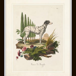 Vintage French Dogs Print Set No. 1, Vintage Dog Prints, Giclee, French ...