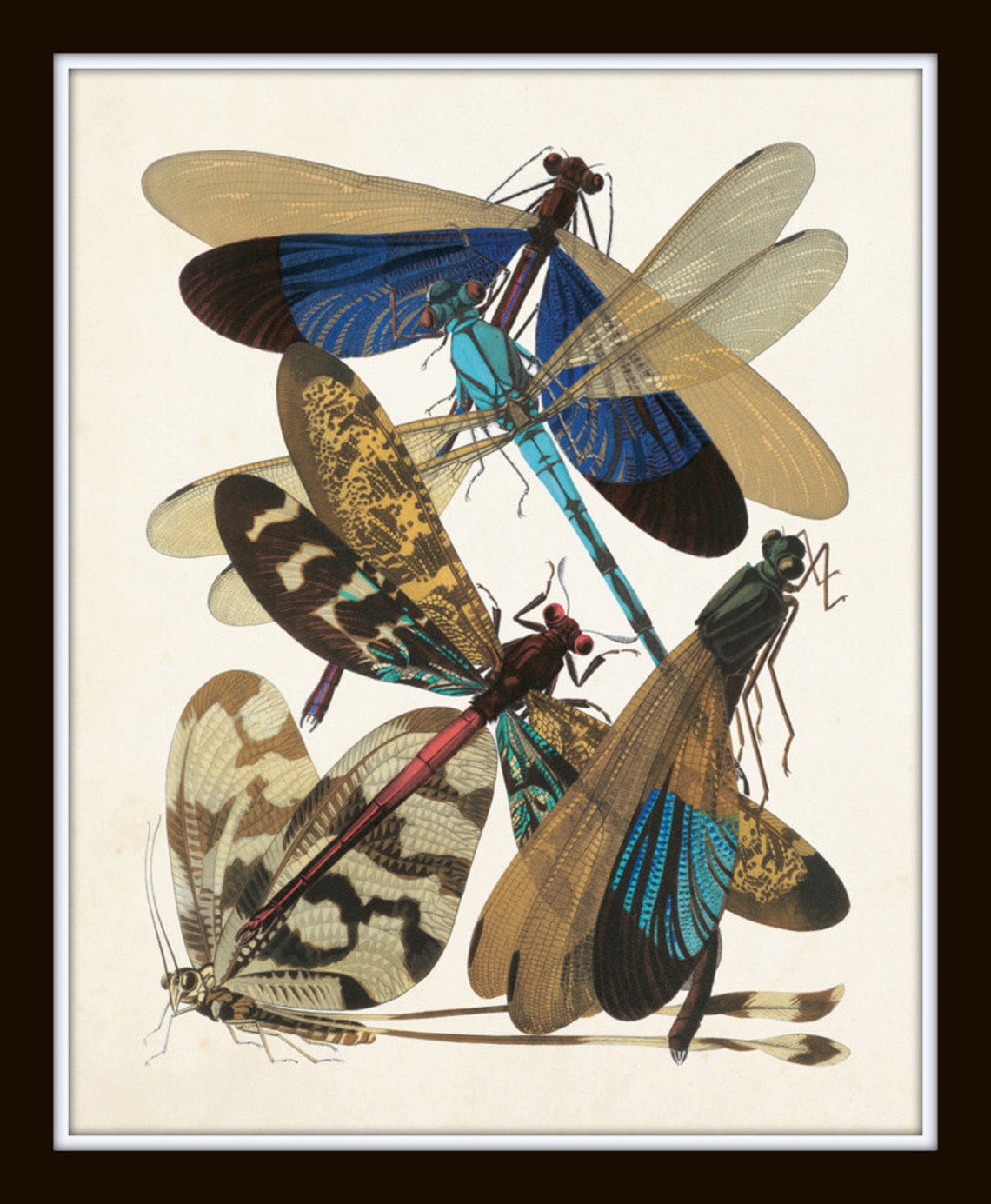 Art Nouveau Dragonfly Print Set No. 5 Natural History Print | Etsy