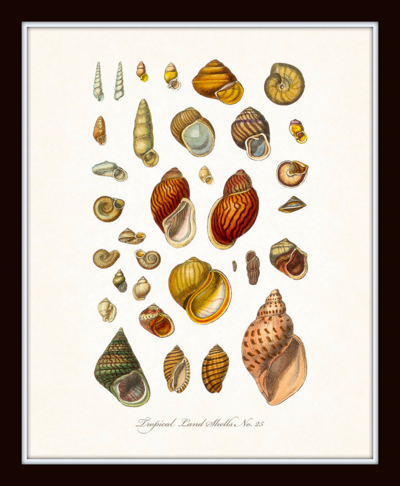 Antique Seashell Print Set Shell Prints Shell Art Wall Art - Etsy