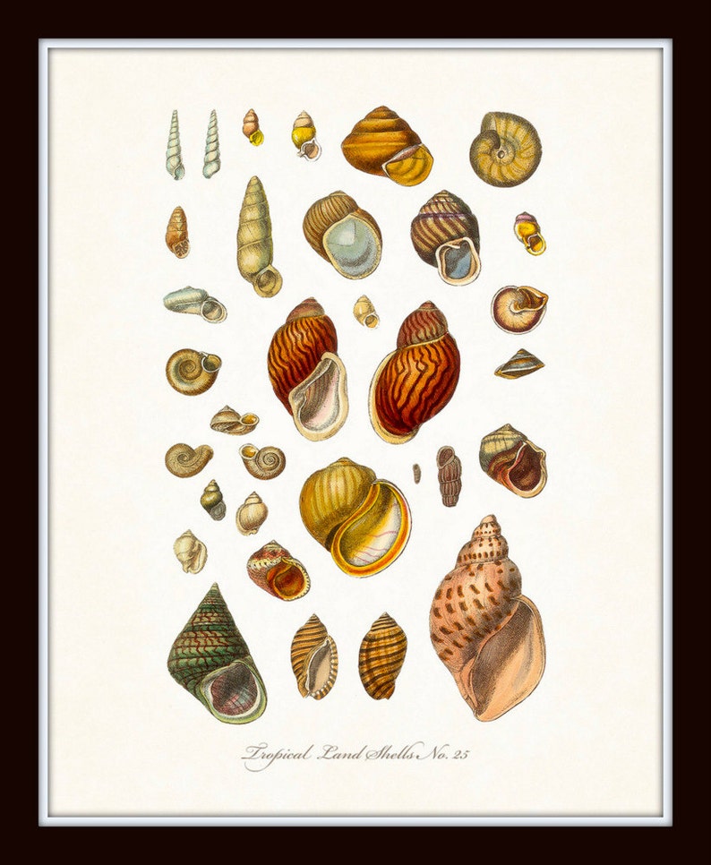 Antique Seashell Print Set Shell Prints Shell Art Wall Art - Etsy