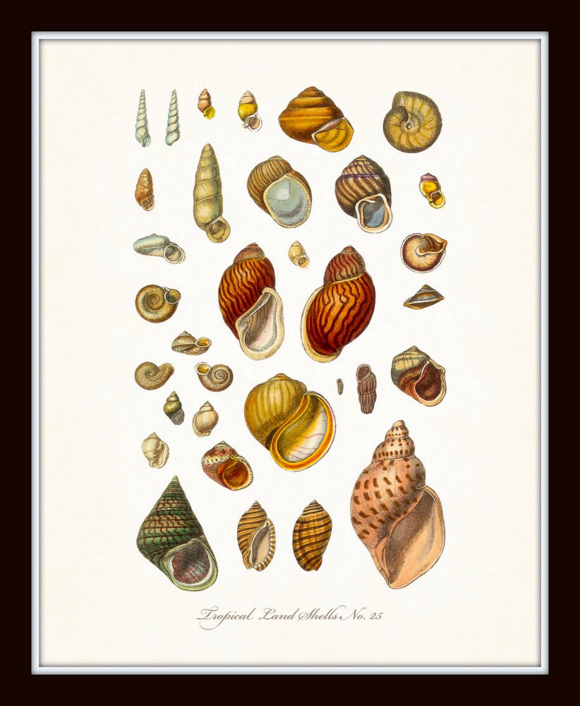 Antique Seashell Print Set Shell Prints Shell Art Wall Art - Etsy