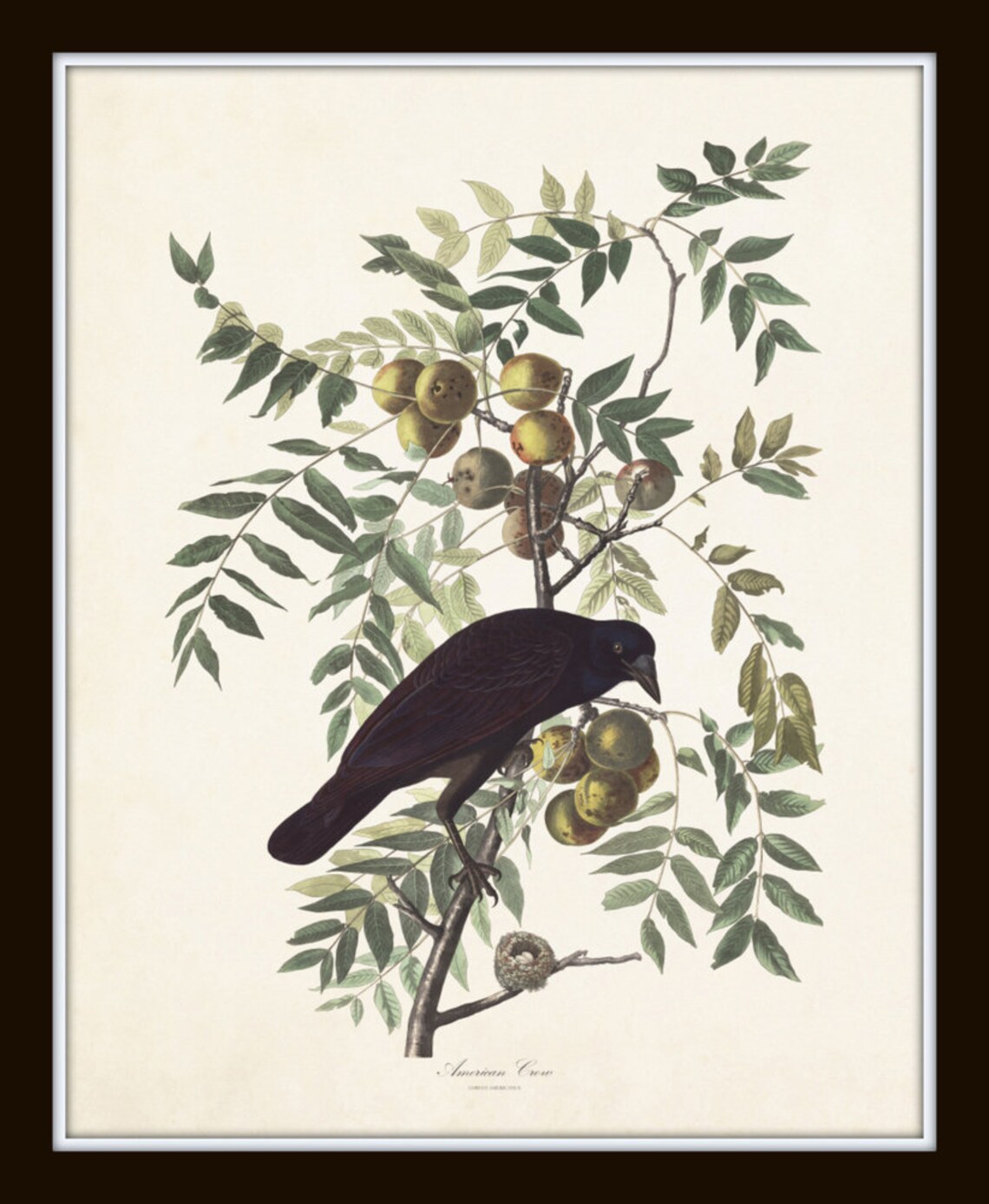 Audubon Raven and Crow Print Set No. 9 Art Prints Bird - Etsy