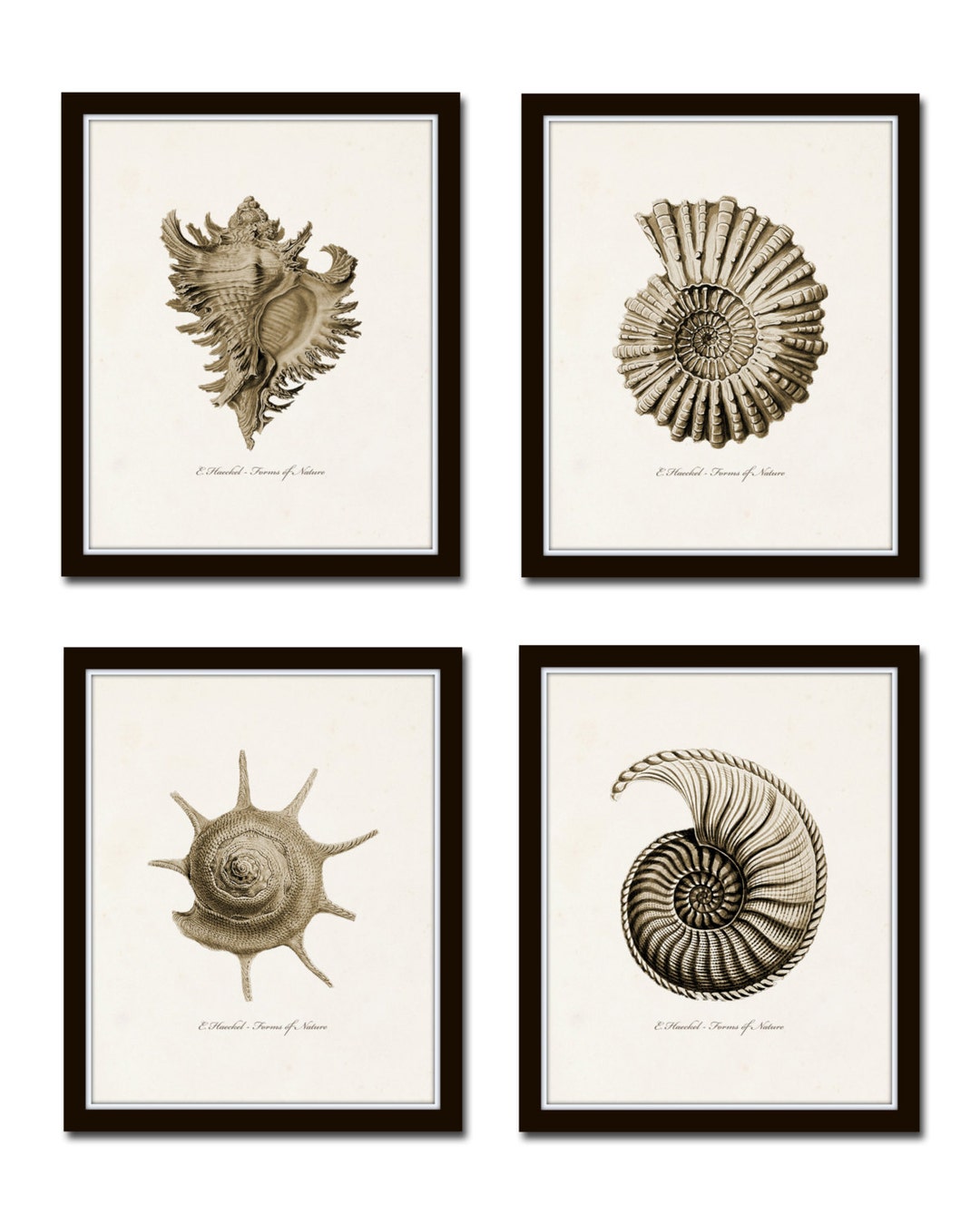 Sepia Seashell Print Set No. 5, Coastal Decor, Vintage Shell Prints ...