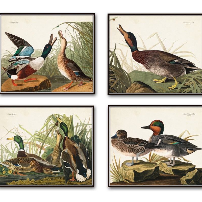 Audubon Prints - Etsy