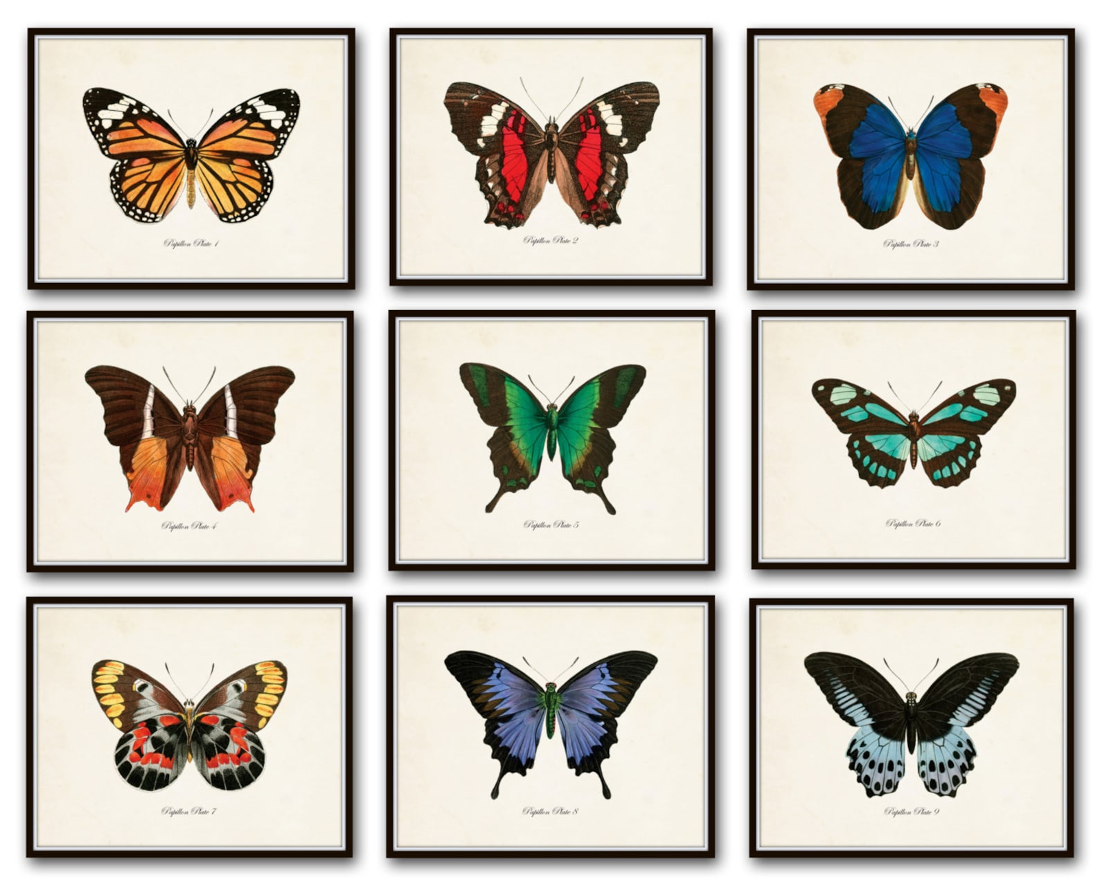 Papillon Butterfly Print Set No.12 Vintage Butterfly Art - Etsy