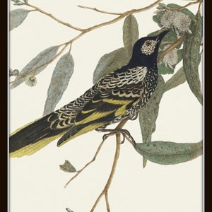 Vintage Aviary Print Set No. 1, Botanical Prints, Bird Art, Home Decor ...
