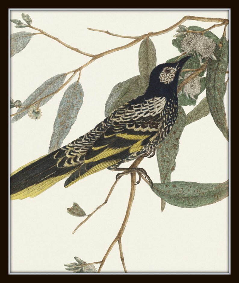 Vintage Aviary Print Set No. 1 Botanical Prints Wall Art - Etsy