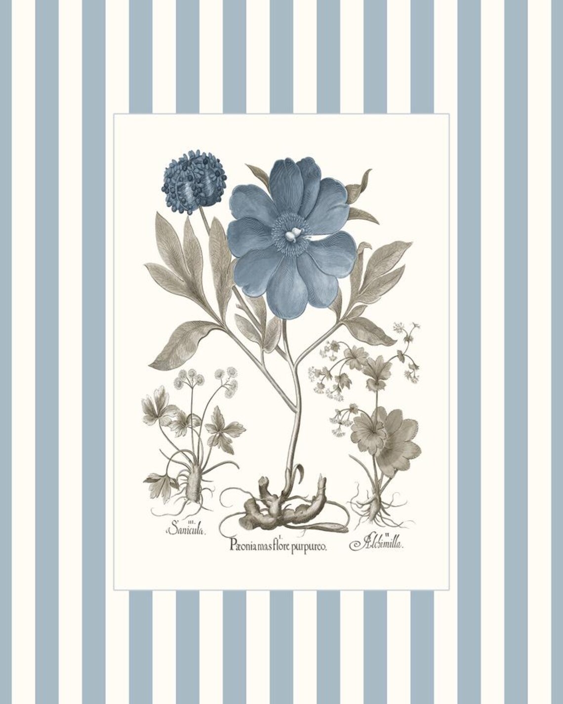 Blue Stripe Sepia and Blue Botanical Art, Set of Three Prints, Vintage ...