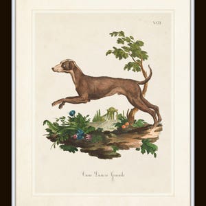 Vintage French Dogs Print Set No. 1, Vintage Dog Prints, Giclee, French ...