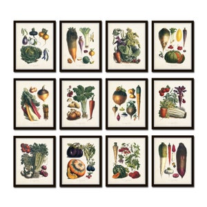 French Vegetable Print, Giclee, Wall Art, Art Prints, Vintage Botanical ...