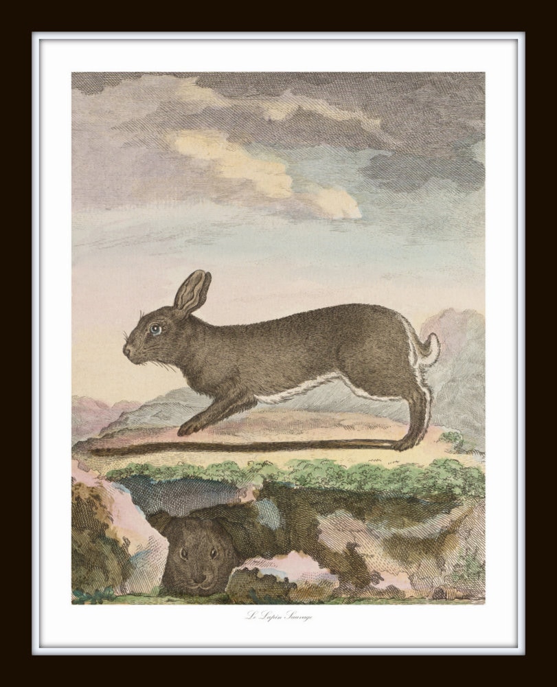French Rabbits Print Set No. 1 Vintage Rabbit Prints Giclee | Etsy