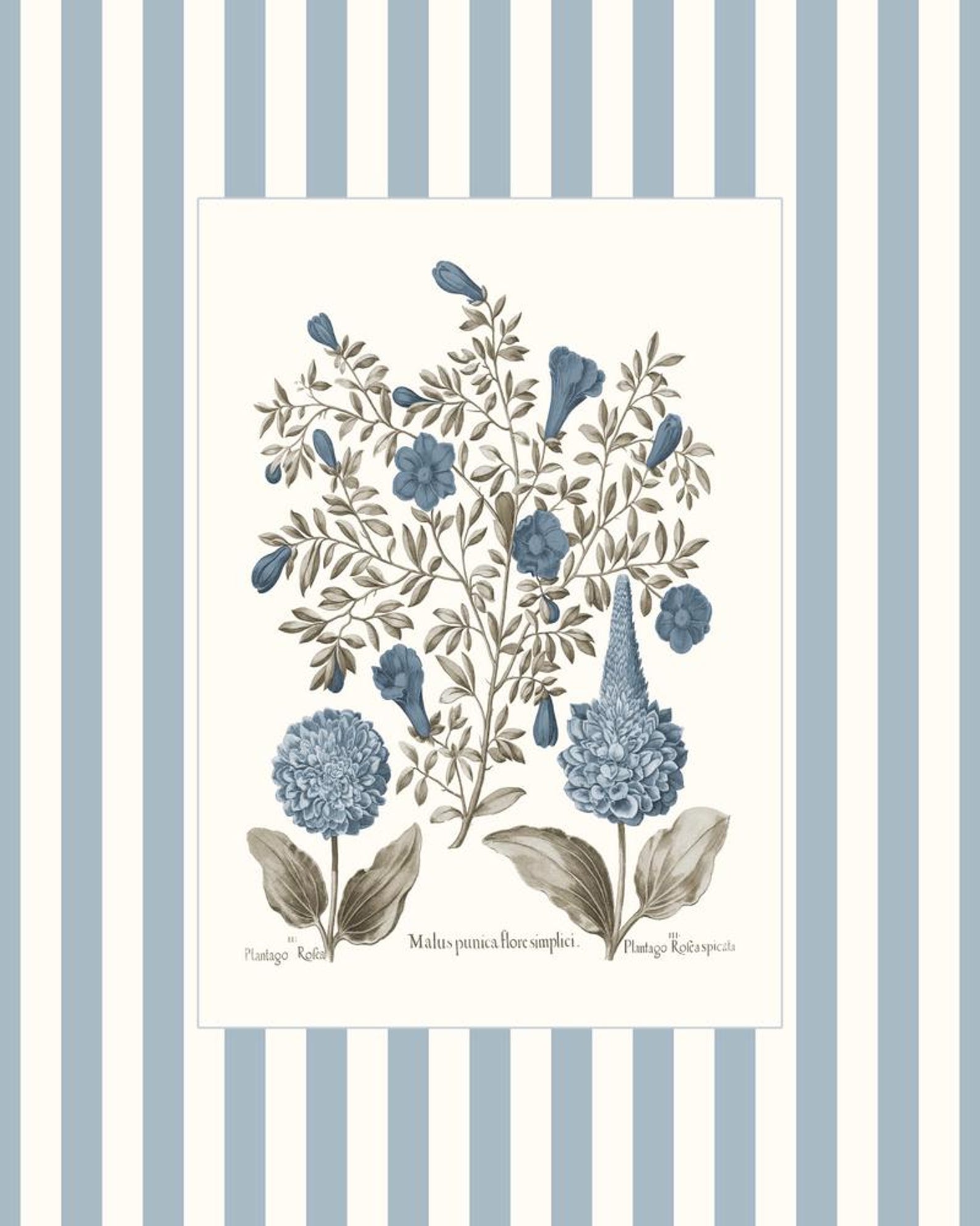 Blue Stripe Sepia and Blue Botanical Art, Set of Three Prints, Vintage ...