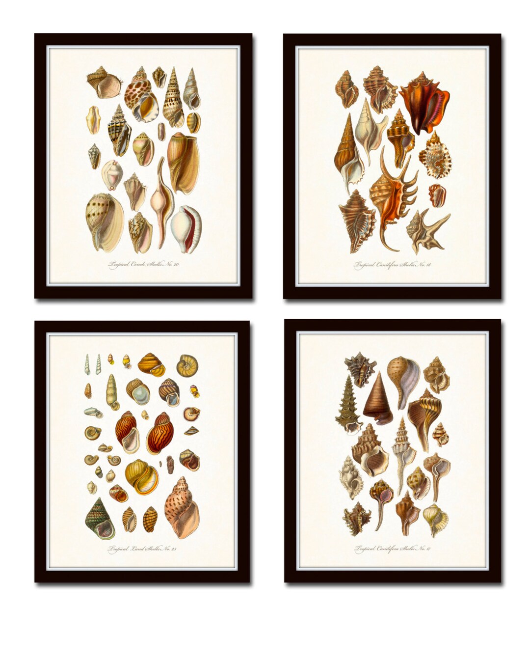 Antique Seashell Print Set, Shell Prints, Shell Art, Wall Art, Coastal ...