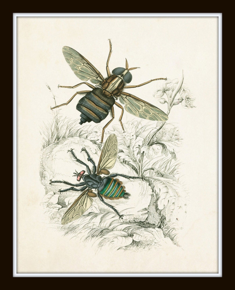 Vintage Insect Study Print Set No. 5 Art Print Natural | Etsy