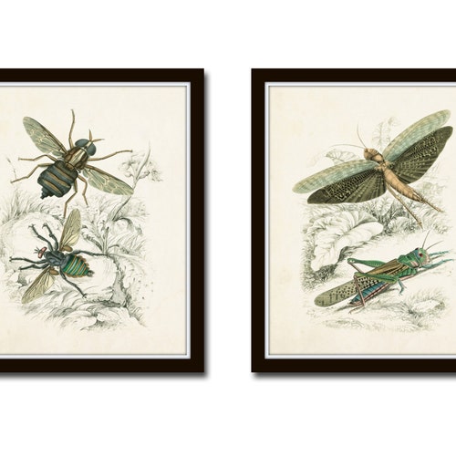 Vintage Insect Study Print Set No. 5 Art Print Natural - Etsy