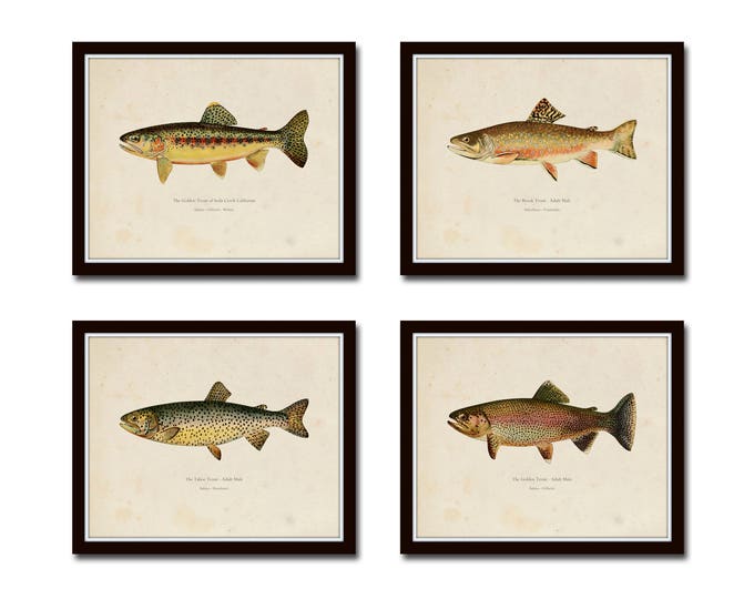 Vintage Trout Print Set No. 3, Natural History Art, Giclee, Art, Print ...