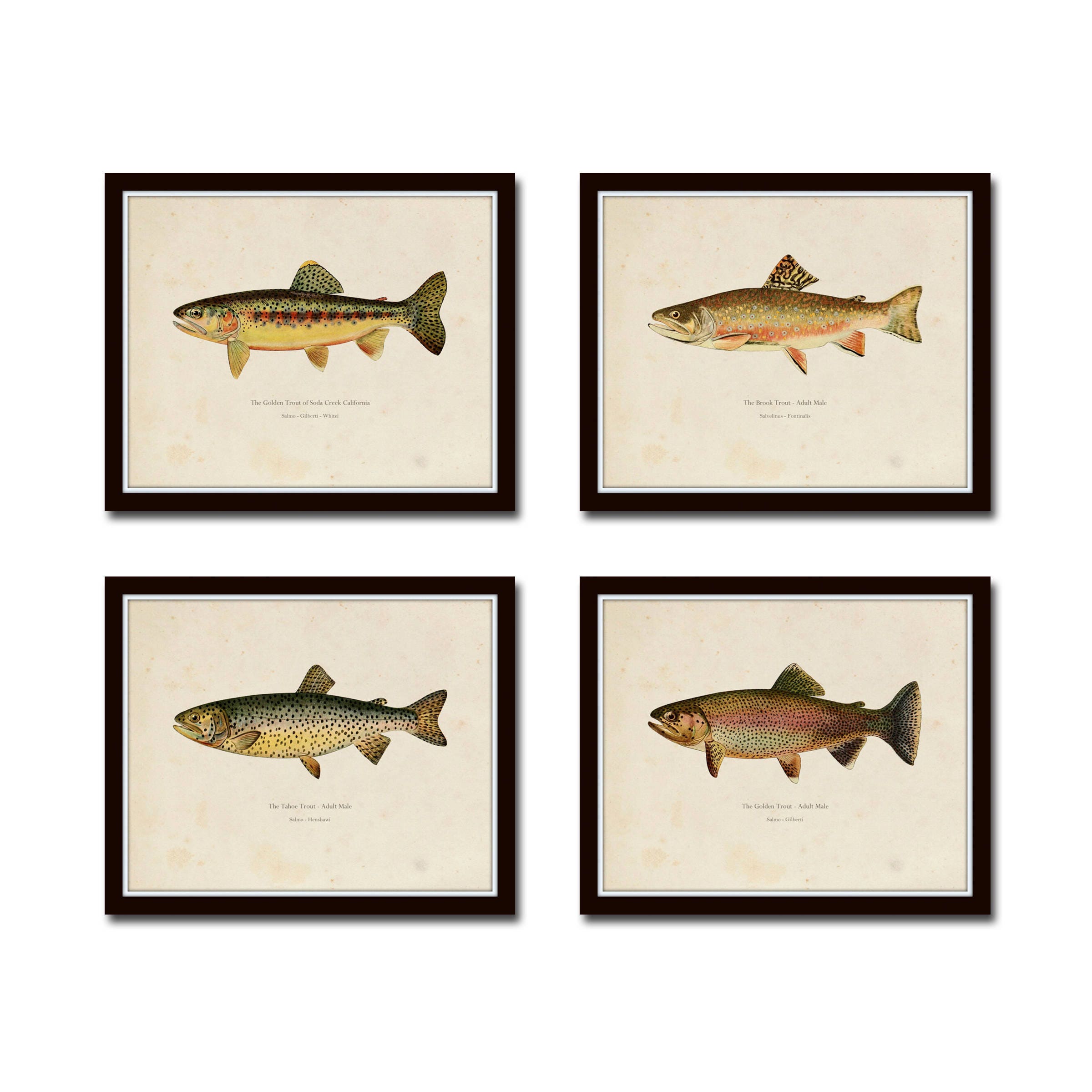 Vintage Trout Print Set No. 3, Natural History Art, Giclee, Art, Fish ...