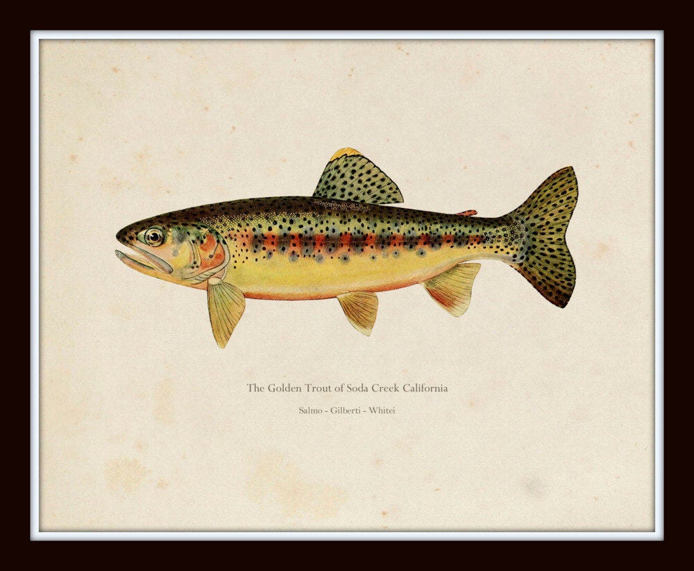 Vintage Trout Print Set No. 3, Natural History Art, Giclee, Art, Fish ...