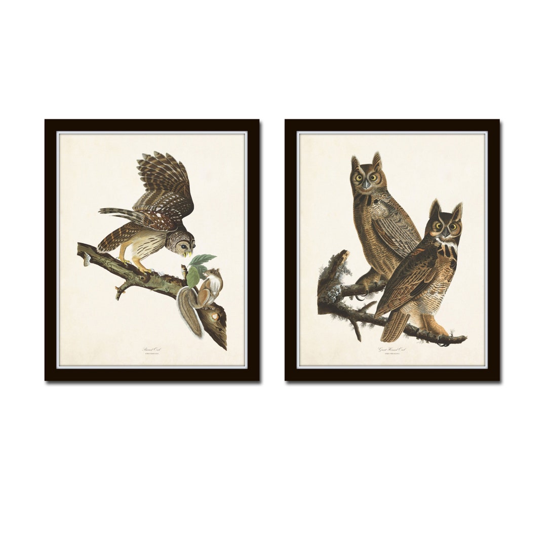 Audubon Owls Print Set No. 1, Art Prints, Bird Prints, Wall Art, Owl ...